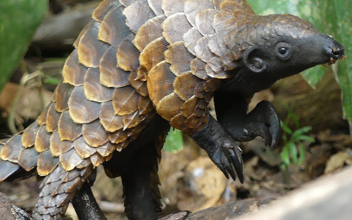 World Pangolin Day 2022 — Congo Basin Institute