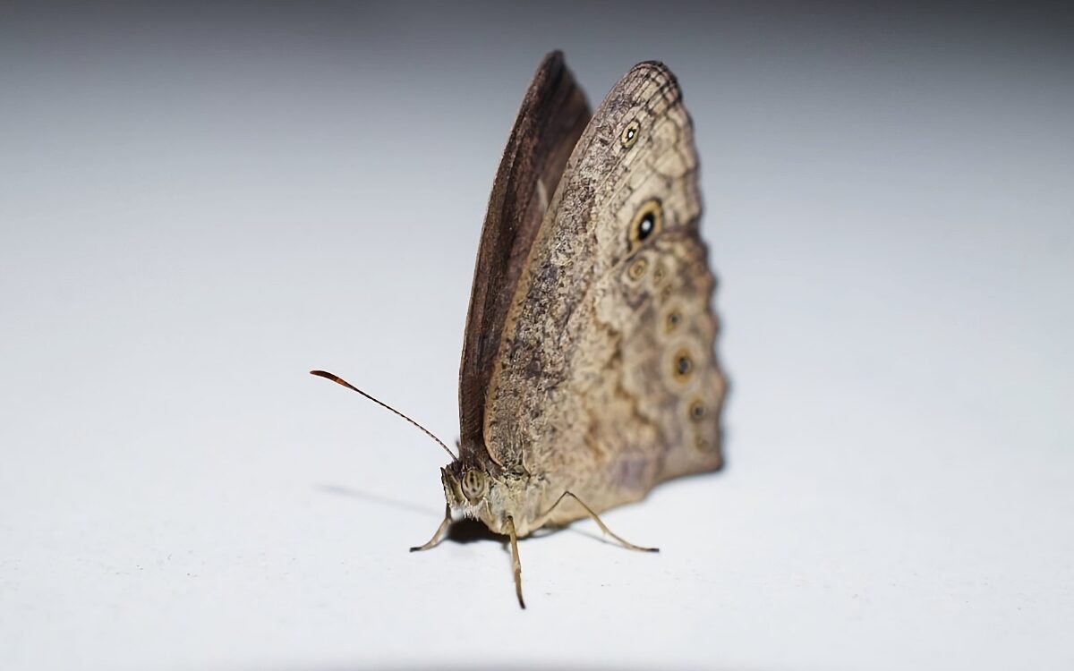 Climate Change Vulnerability in Tropical Butterflies — Congo Basin ...
